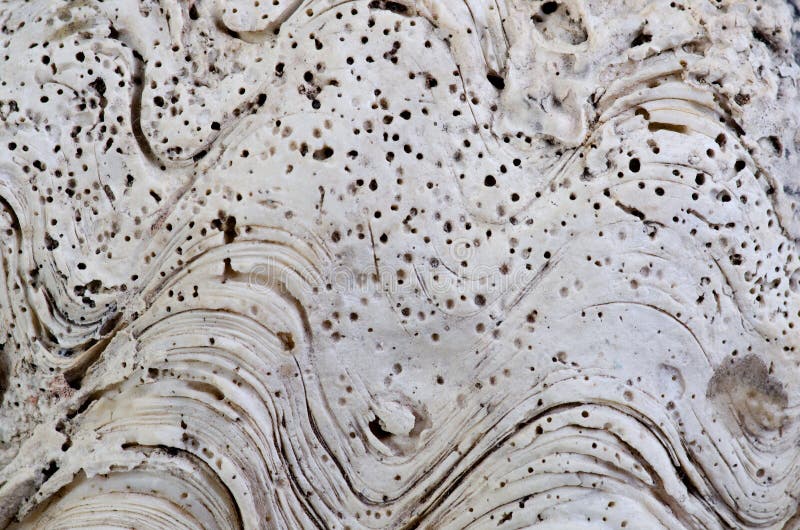 Gray shell macro stock image. Image of rock, fossil, closeup - 81023743