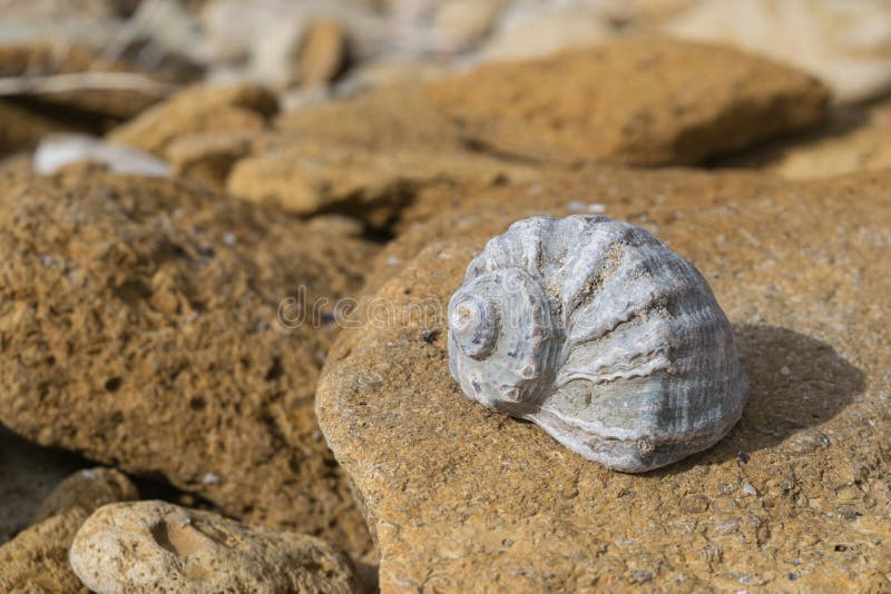 Gray Shell on Stones on a Sunny Day Stock Image - Image of background ...