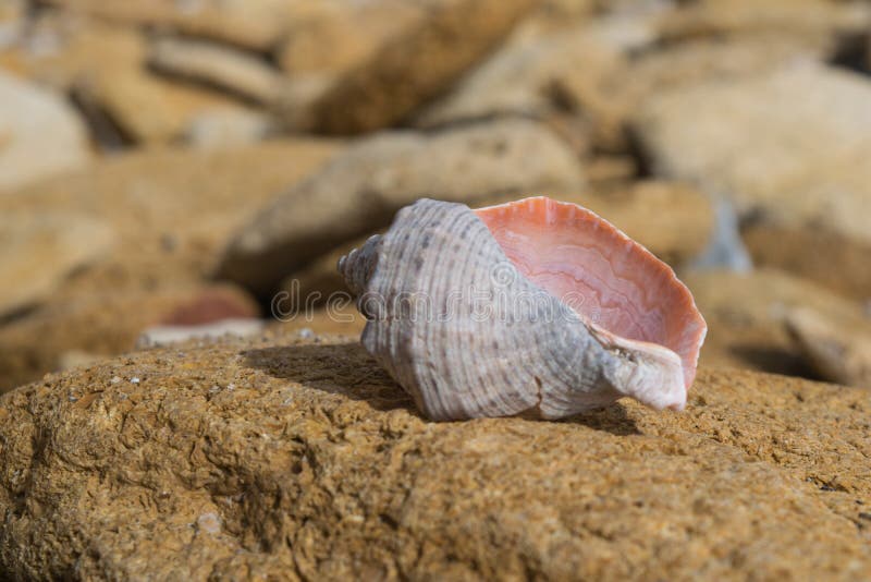 Gray Shell on Stones on a Sunny Day Stock Photo - Image of beauty ...