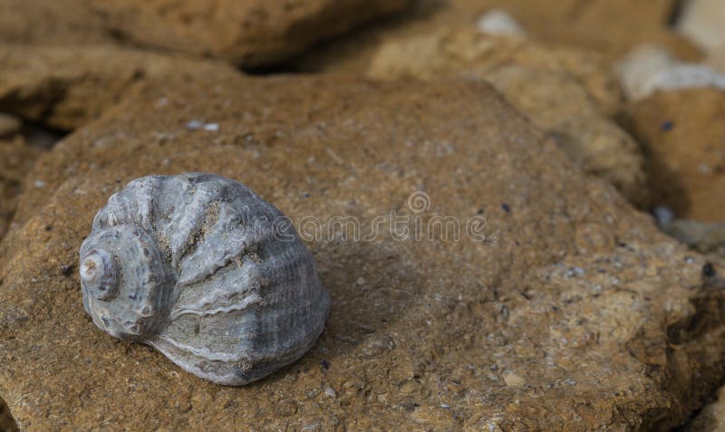 Gray Shell on Stones on a Sunny Day Stock Image - Image of seashell ...