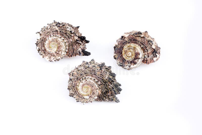 Gray Shells on a White Background Stock Image - Image of shell, snail ...