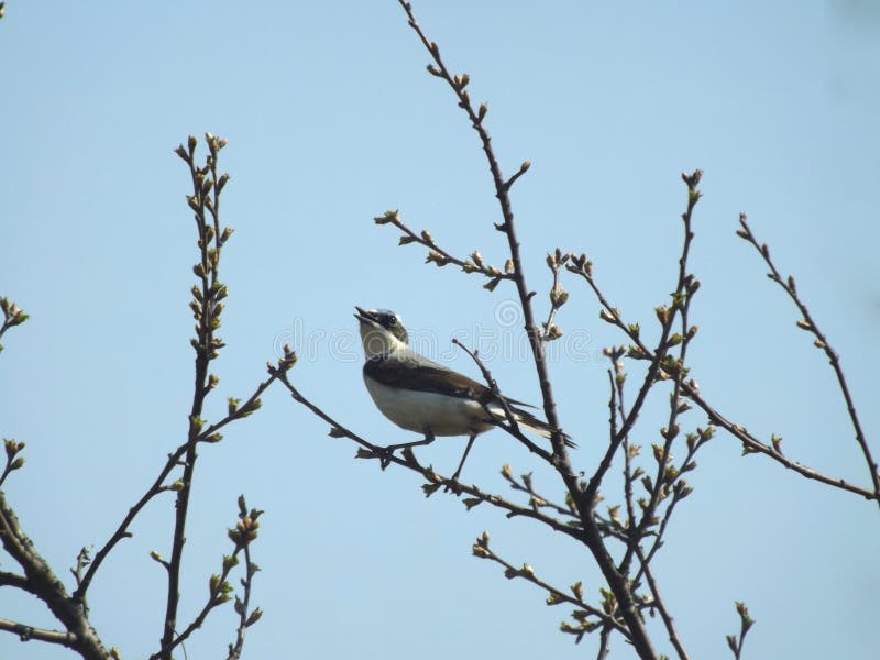 Gray Shrike Sitting on a Tree Branch Stock Image - Image of natural ...