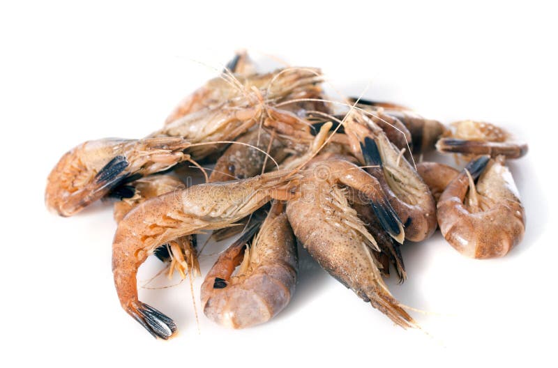 Gray shrimp stock photo. Image of brown, group, common - 36922228