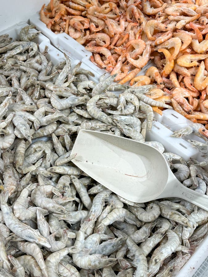 Gray Shrimp on a Shelf in a Market Stock Photo - Image of shellfish ...