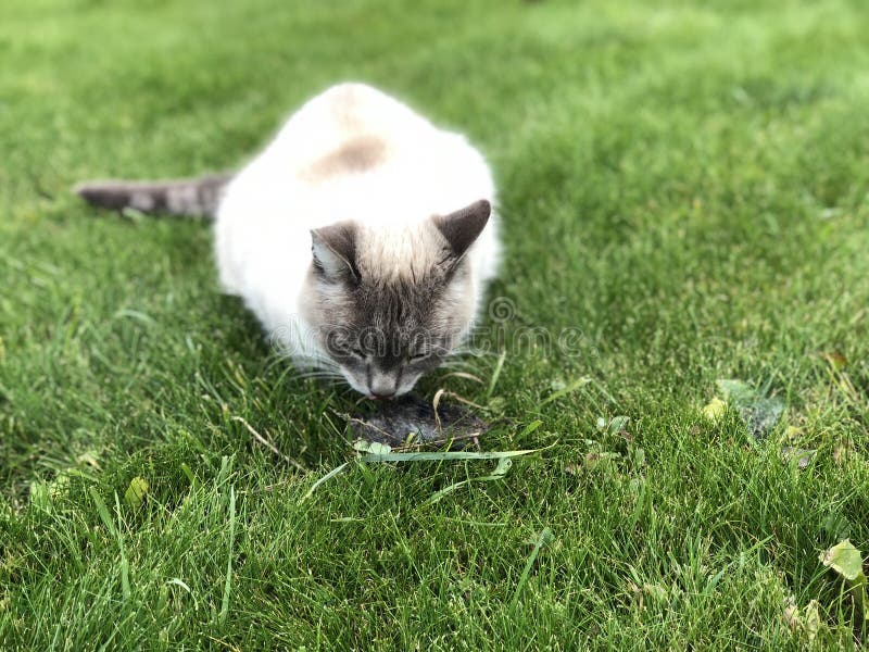 Gray Siamese Cat Caught a Mouse on a Green Lawn on a Summer Day Stock ... Gray Siamese Cat Caught a Mouse on a Green Lawn on a Summer Day Stock ...