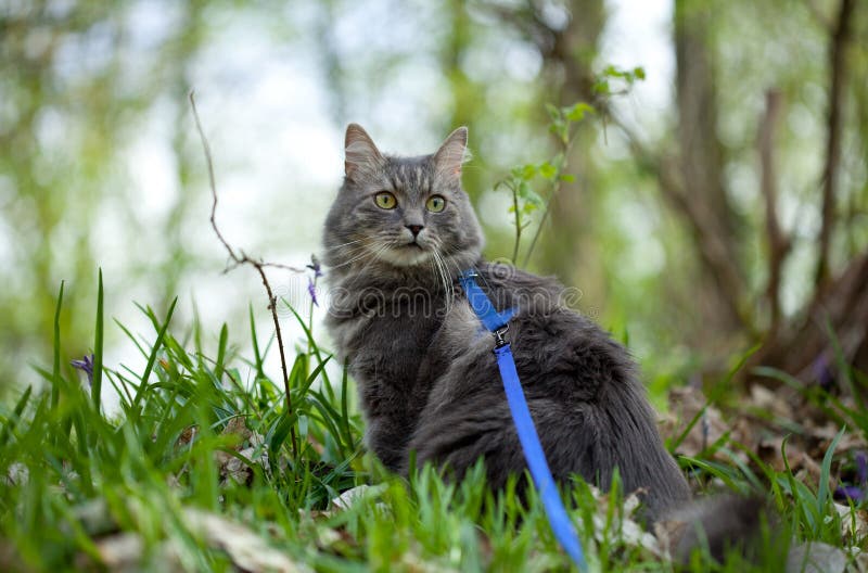 Gray Siberian Cat in Forest Stock Image - Image of length, silver: 31286107