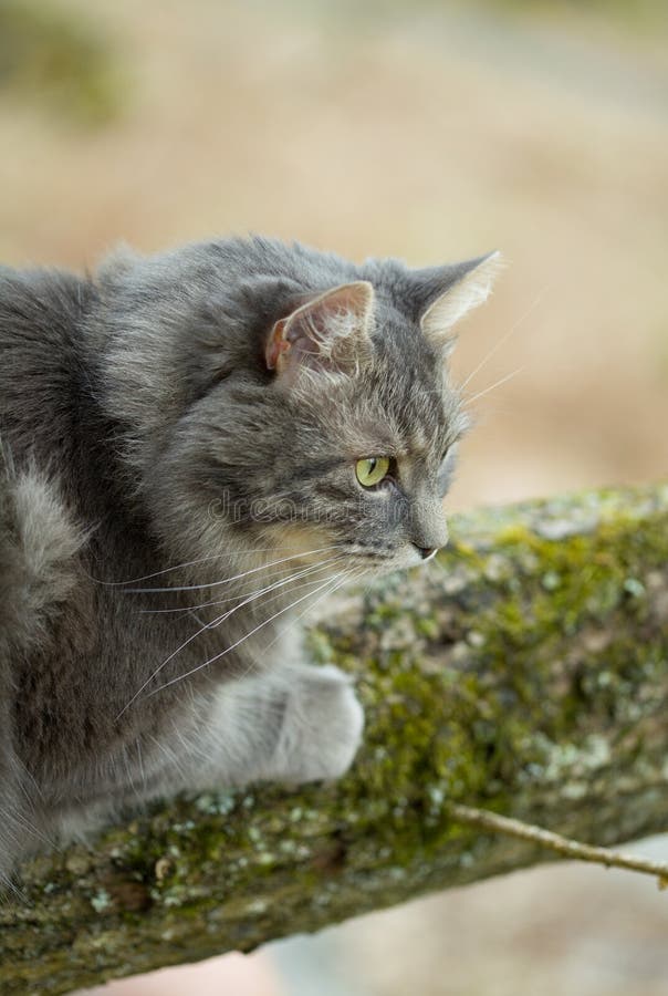 Gray Siberian Cat in Forest Stock Photo - Image of vertebrate, portrait ...