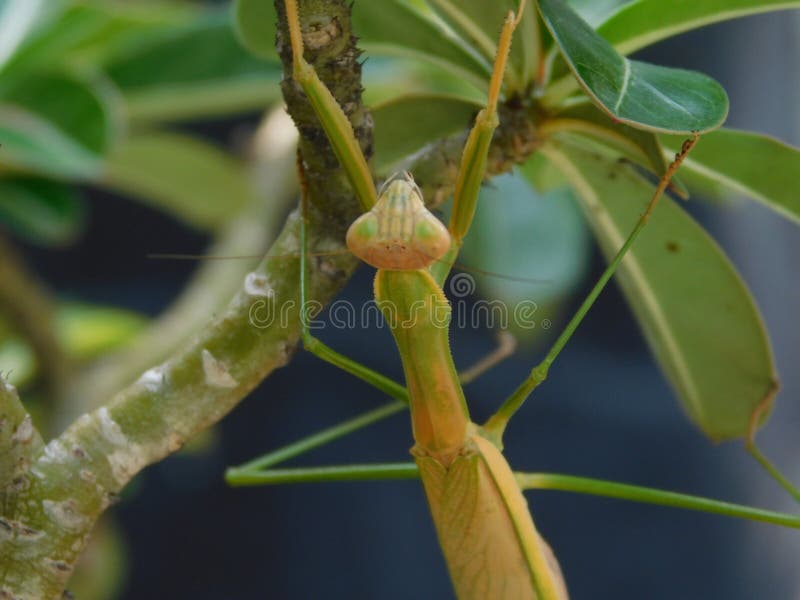 Praying Mantis in Reverse Position Stock Photo - Image of animal ...