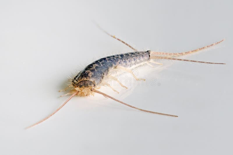 Gray Silverfish (Ctenolepisma Longicaudatum Stock Photo - Image of ...