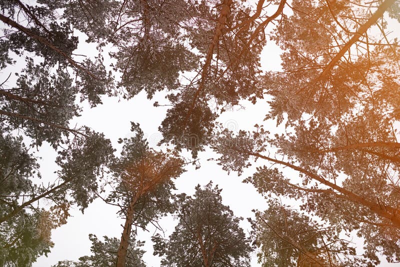 Gray sky around tall trees stock image. Image of frost - 132486957