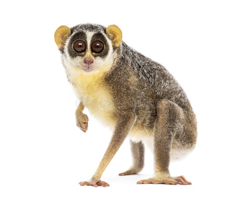 Gray Slender Loris, Loris Lydekkerianus, Standing and Looking at the ...