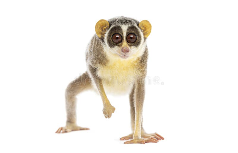 Gray Slender Loris, Loris Lydekkerianus, Standing and Looking at Camera ...