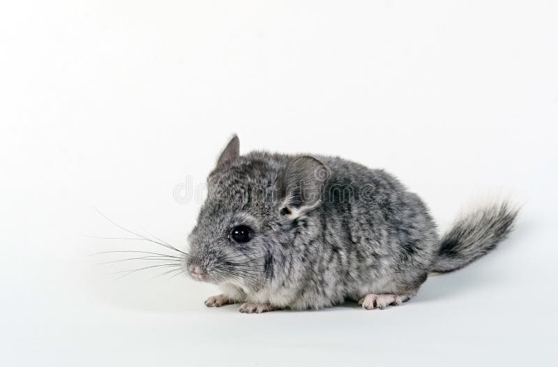 Short-tailed Chinchilla Chinchilla Chinchilla, Machu Picchu, Aguas ...