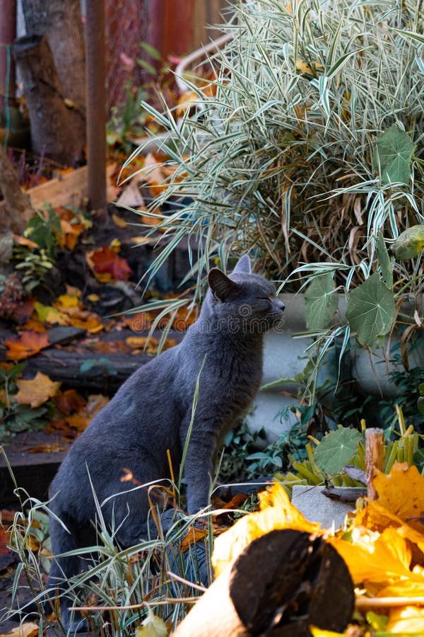 A Gray, Smooth-haired Cat in a Thicket of Grass with His Eyes Squeezed ...