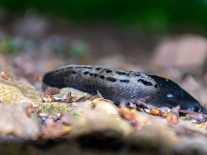 Gray Snail on Blurred Autumn Leaves Background Stock Photo - Image of ...