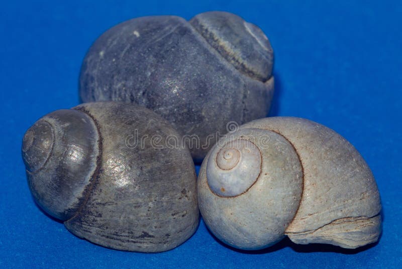 Snail Shell on a Blue Background Stock Photo - Image of macro ...