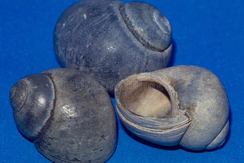 Snail Shell on a Blue Background Stock Photo - Image of blue, close ...