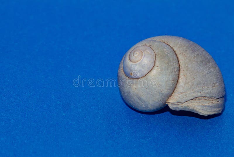 Snail Shell on a Blue Background Stock Photo - Image of grey, river ...