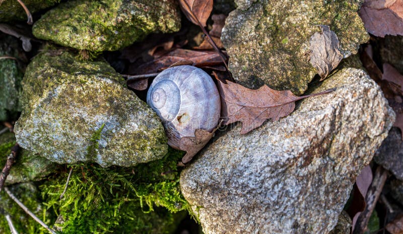 Gray Snail Shell with Leaves among the Rocks Stock Photo - Image of ...