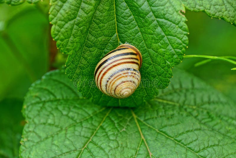 Gray Snail Sits On A Green Leaf Of A Plant Stock Image - Image of bush ...