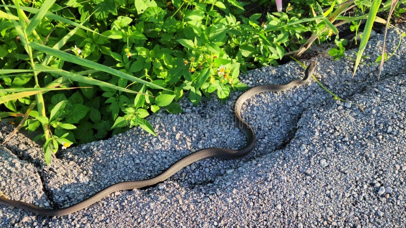 Gray Snake in Florida Wetlands Stock Footage - Video of animals, nature ...
