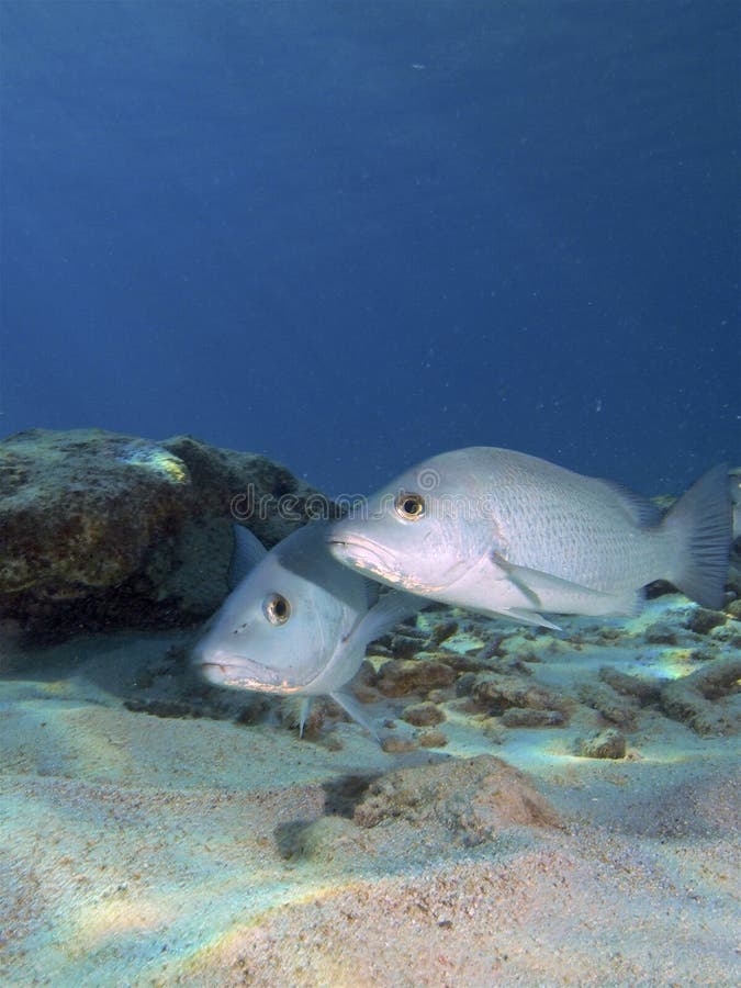 Snapper over kelp stock photo. Image of reserve, water - 16699384