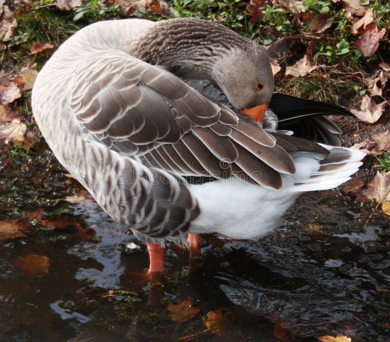 Gray Snow Goose in Lake Fluffing Feathers Stock Photo - Image of brown ...