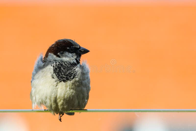Gray Sparrow with a Black Head on an Orange Background Stock Photo ...