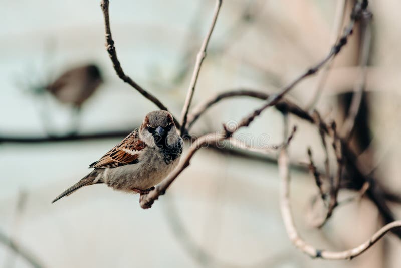 A Gray Sparrow with Brown Plumage Sits on a Bare Branch in Early Spring ...