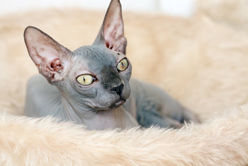 Sphynx cat stock image. Image of tongue, cute, animals - 29965357