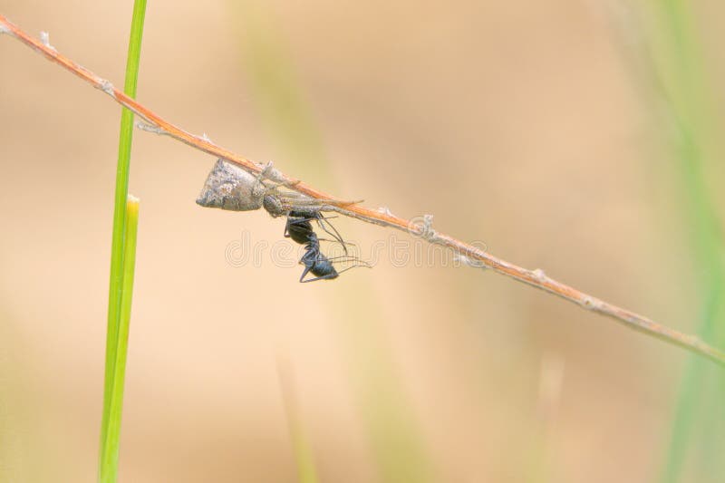 Spider hunting stock photo. Image of arachnid, arthropod - 271848554