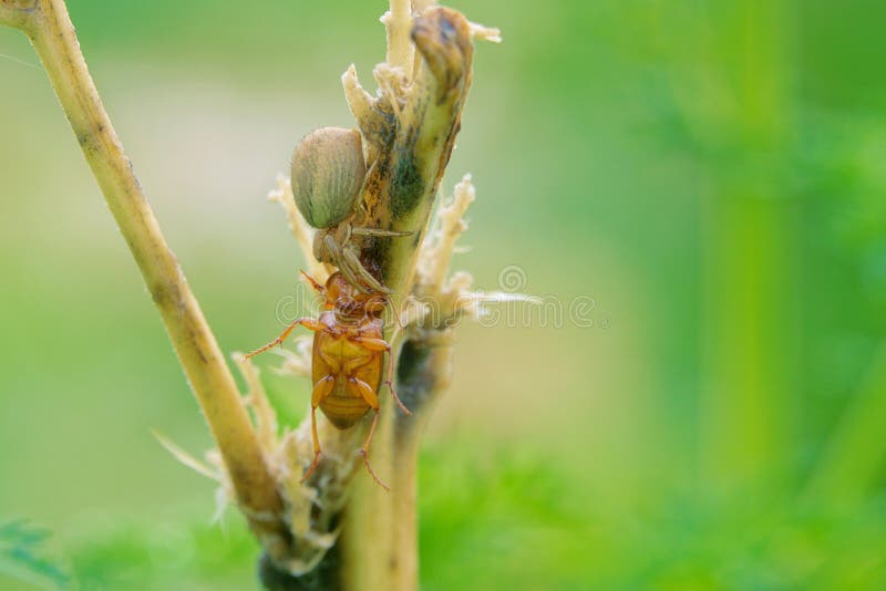 Spider hunting stock image. Image of hunt, arachnid - 271848761