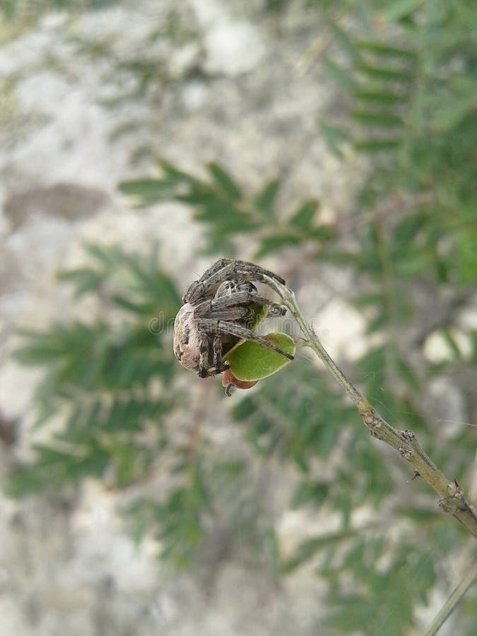 Gray Spider on a Tree Branch Stock Photo - Image of nature, wildnature ...