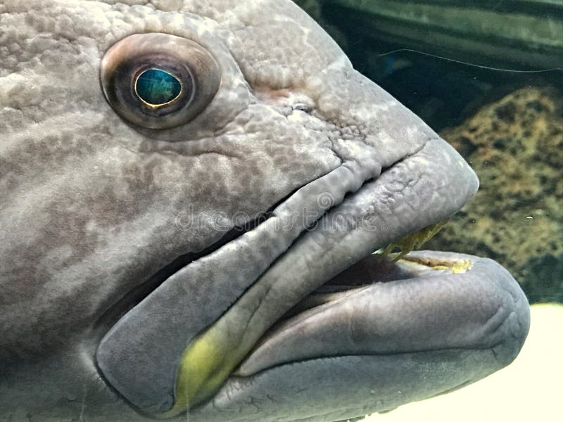 Gray Spotted Grouper Fish in an Aquarium Stock Photo - Image of tank ...