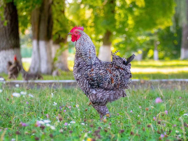 Gray Spotted Rooster in the Garden on Green Grass Stock Photo - Image ...