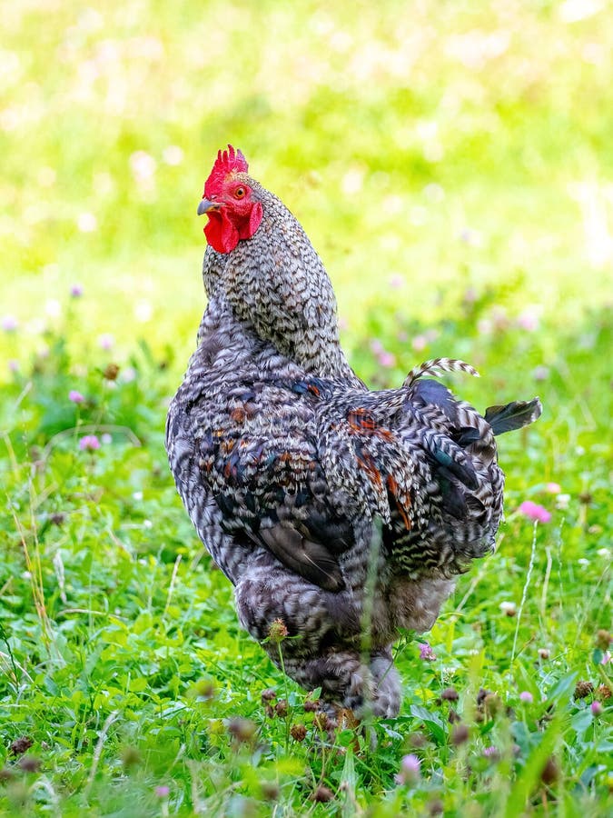 Gray Spotted Rooster in the Garden on the Green Grass Stock Photo ...
