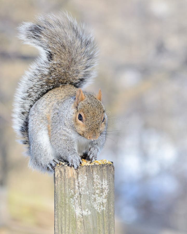 Gray Squirrel stock photo. Image of wildlife, mammal - 18429318
