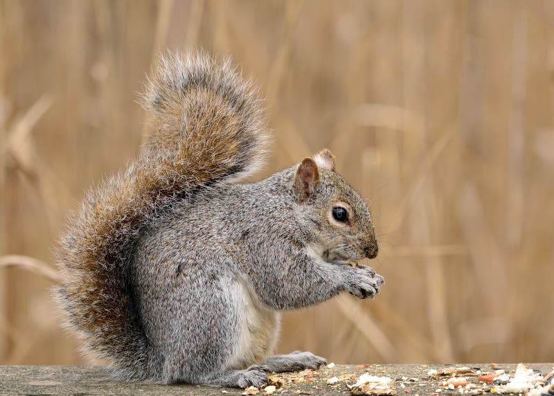 Gray Squirrel Tail stock image. Image of fluffy, tail - 25564885