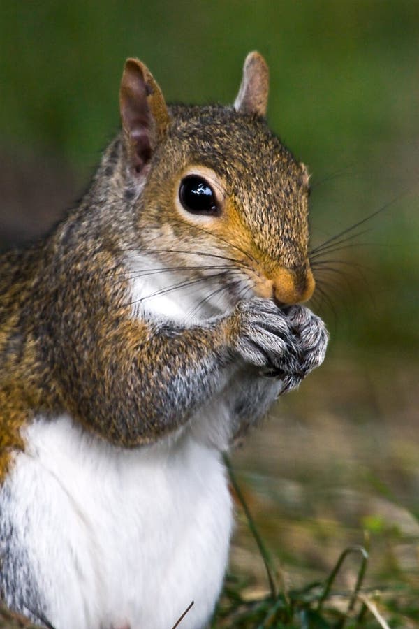Gray Squirrel stock photo. Image of north, adult, east - 5741800