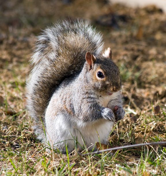 Gray Squirrel stock image. Image of seeds, america, rodent - 7649233