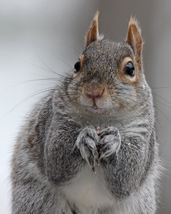 Eastern Grey Squirrel stock image. Image of face, nose - 10231385