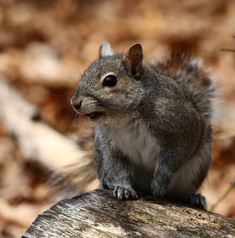 Gray Squirrel on Tree Trunk Stock Photo - Image of curiousity, acorns ...