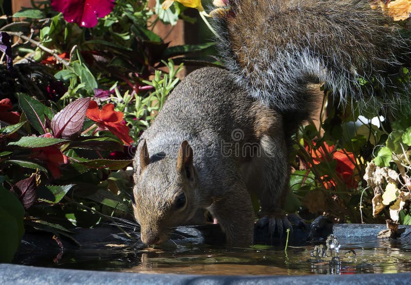 A Gray Squirrel Drinks from the Bird Bath Stock Image - Image of ...