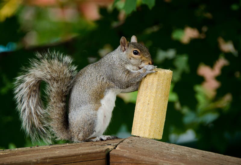Gray Squirrel stock image. Image of corn, deck, backyard - 31649929