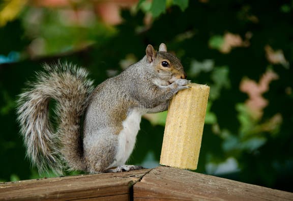 Gray Squirrel stock image. Image of corn, deck, backyard - 31649929