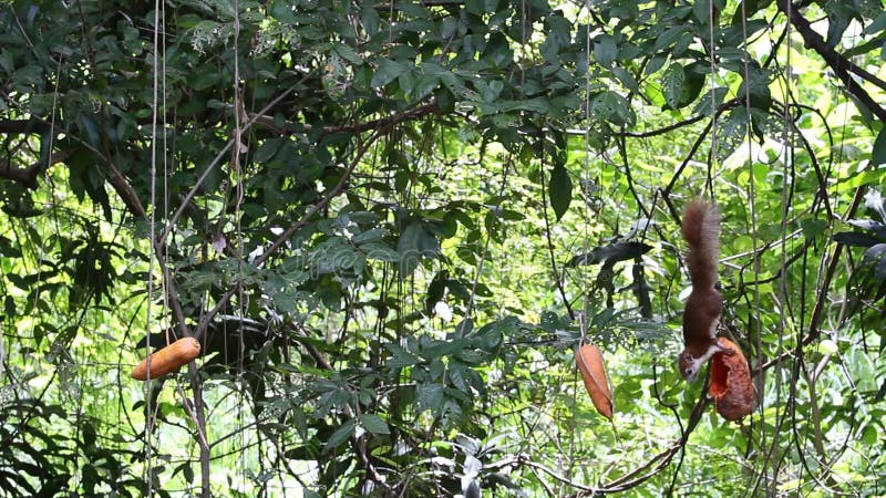 Gray Squirrel Eating Fruit on Tree Root Stock Video - Video of wildlife ...