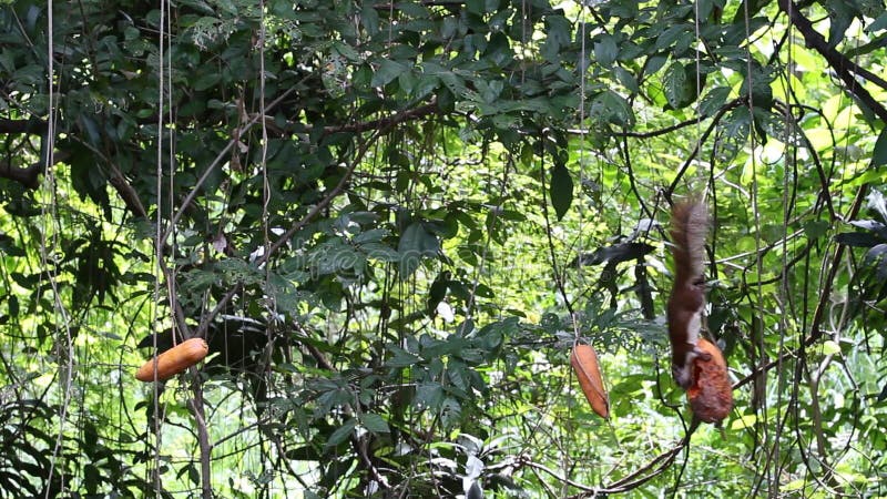 Gray Squirrel Eating Fruit on Tree Root Stock Footage - Video of ...
