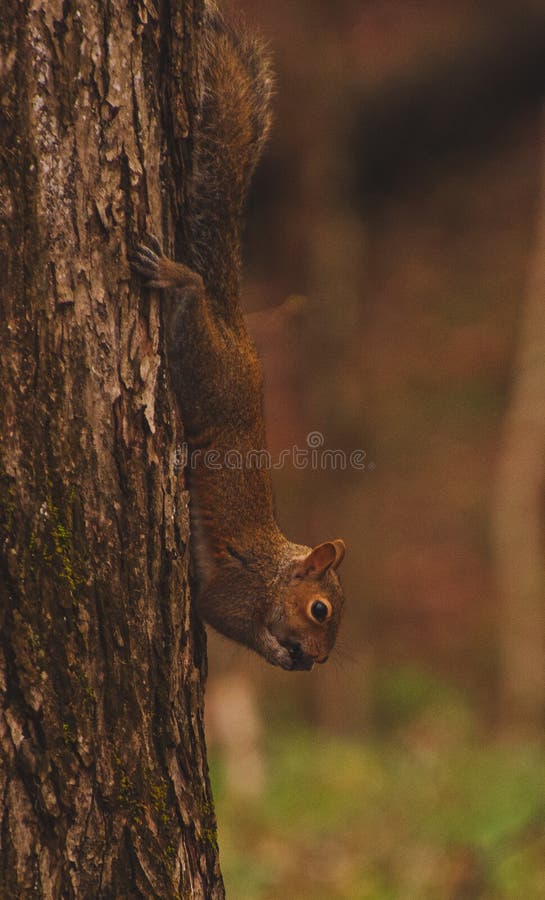 Tennessee Nut Trees Stock Photos - Free & Royalty-Free Stock Photos ...