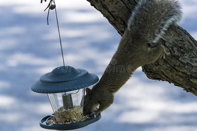 2,895 Art Gray Blue Bird Stock Photos - Free & Royalty-Free Stock ...