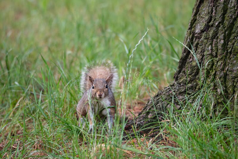 Gray Squirrel at the Foot of a Tree Stock Photo - Image of foot ...
